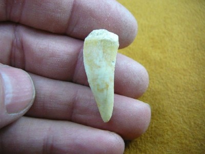 (f510-19) 1-1/8" Enchodus Saber toothed Herring fish tooth Fossil I ...