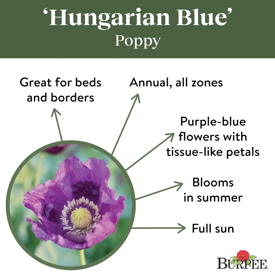 Burpee Hungarian Blue Poppy Flower Seeds – Annual, Non-GMO, Full Sun, 1 ...