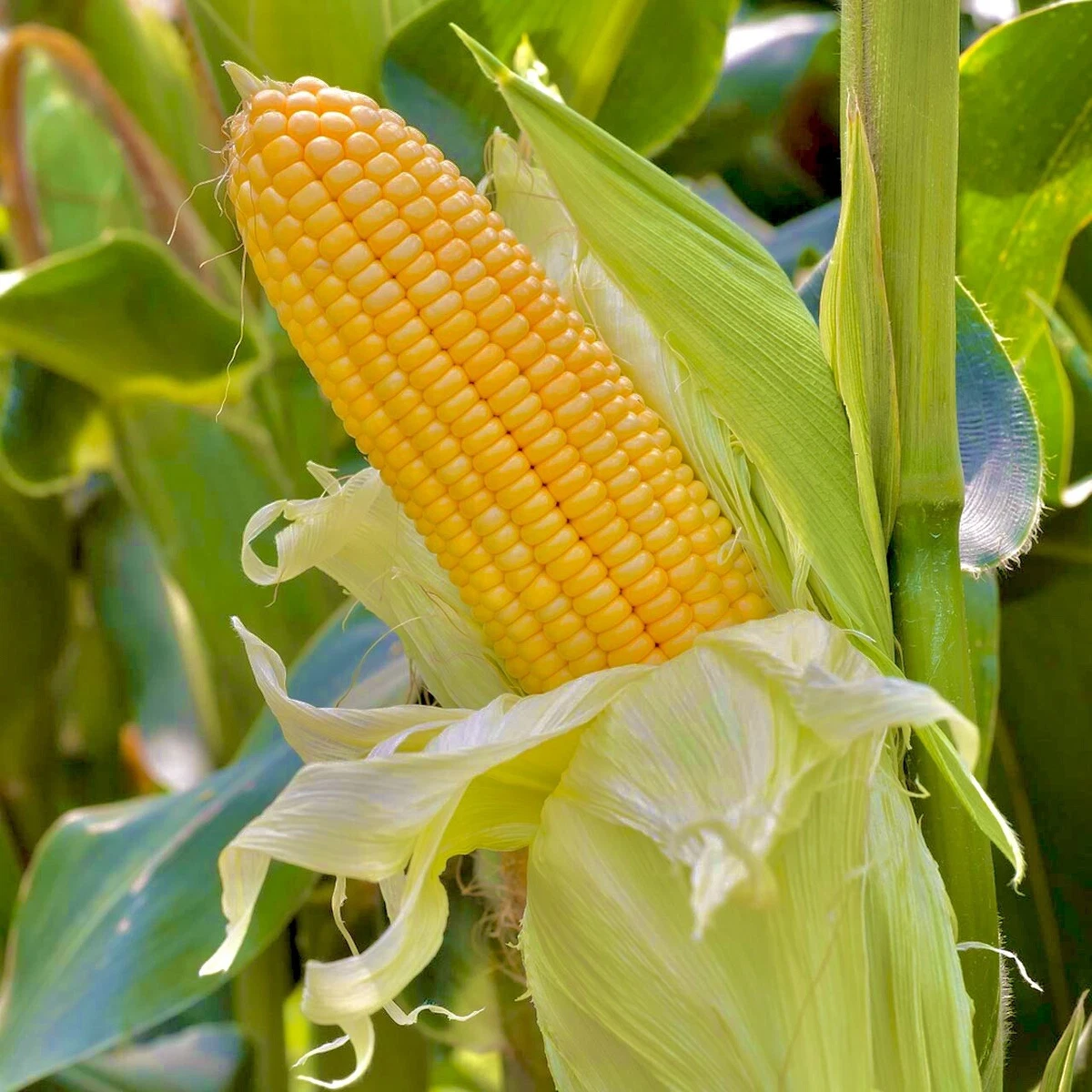 Corn Seeds For Planting