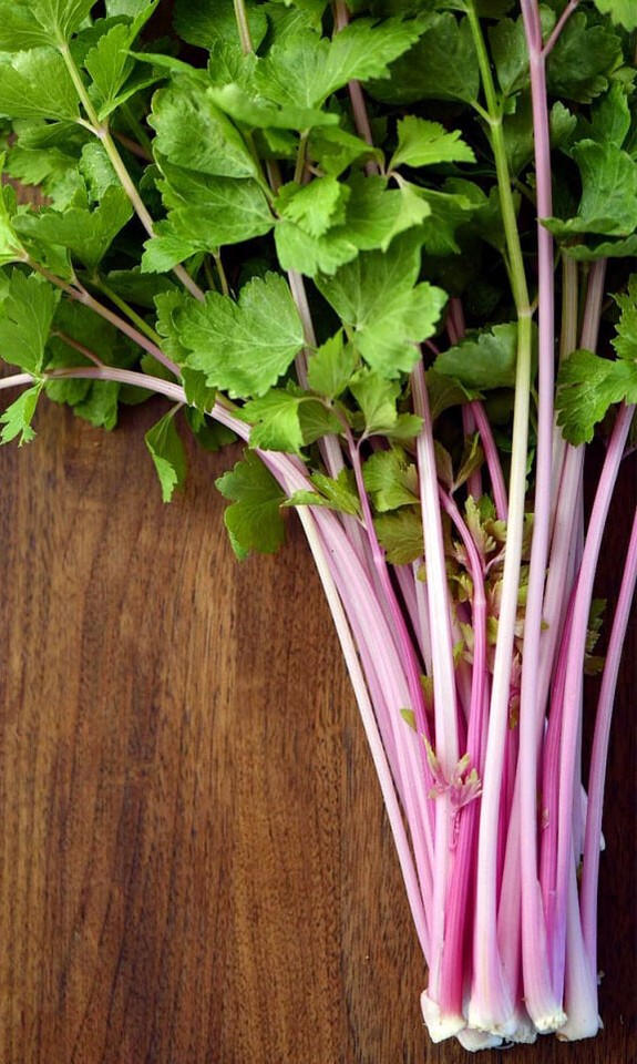 200+Chinese Pink Celery Seeds Rose Celery Kan-tsai Kunchoy Qincai Kan ...