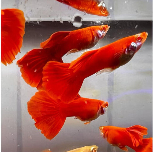 Guppy Albino Full Red BDS Halfmoon BREEDING SIZE 3 months LIVE FISH USA ...