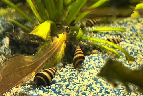 7 Live Assassin Snails (Clea Helena) Live Freshwater Snails/pest snail ...