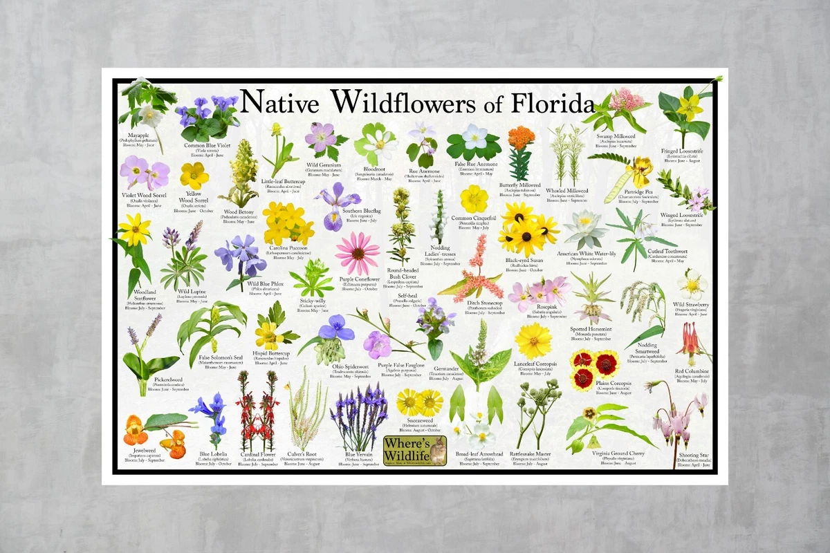 Florida Native Wildflowers | Best Flower Site