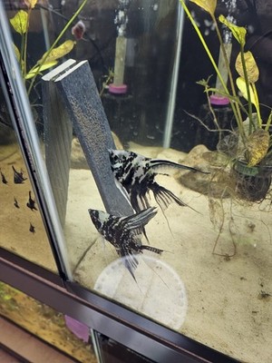 Angelfish Breeding Slate | eBay