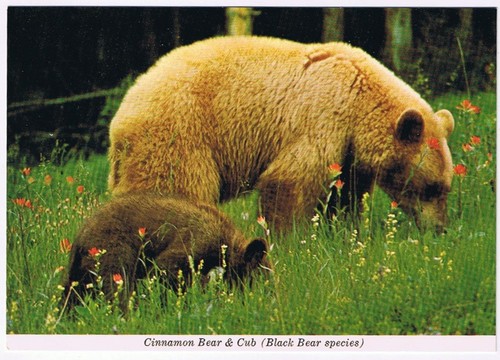 Postcard Animal Cinnamon Bear & Cub Black Bear Species Vancouver Island ...