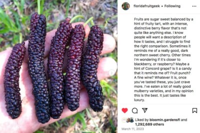 Rare Fruit & Spice FSP Himalayan Mulberry Grafted on Tice RKN Resistant ...