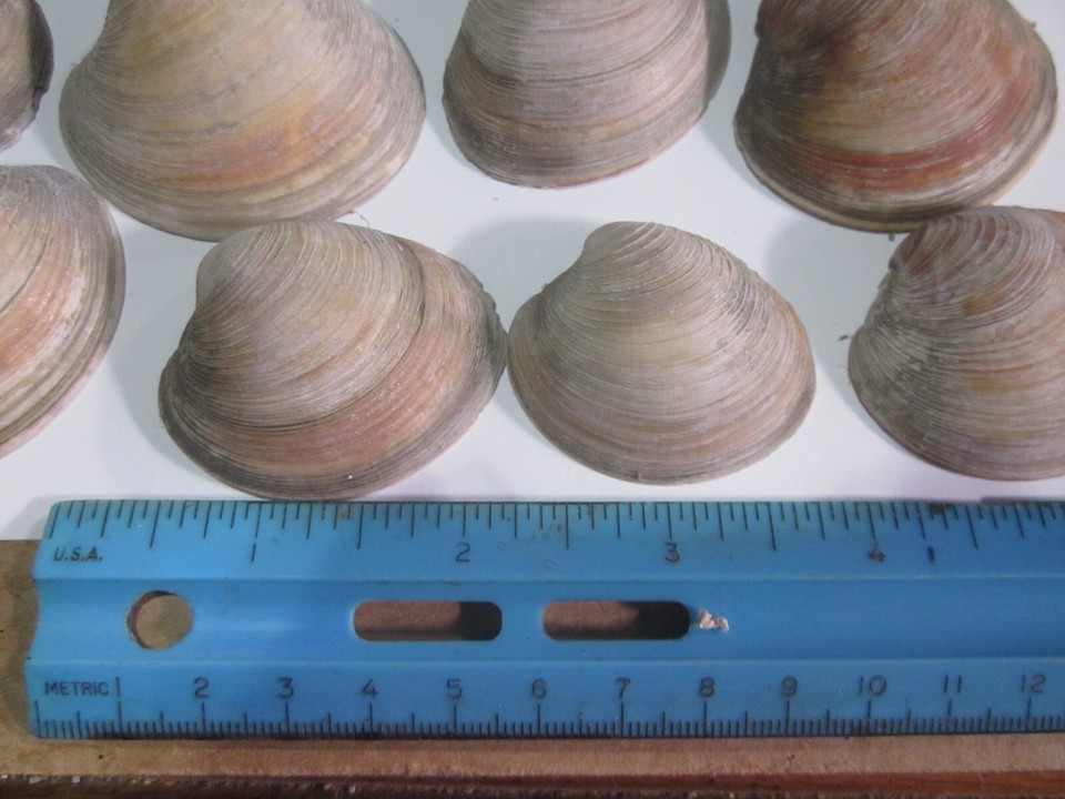 Lot of 50 Chesapeake Bay Littleneck Clam Half Shells 1 1/2" - 2" | eBay