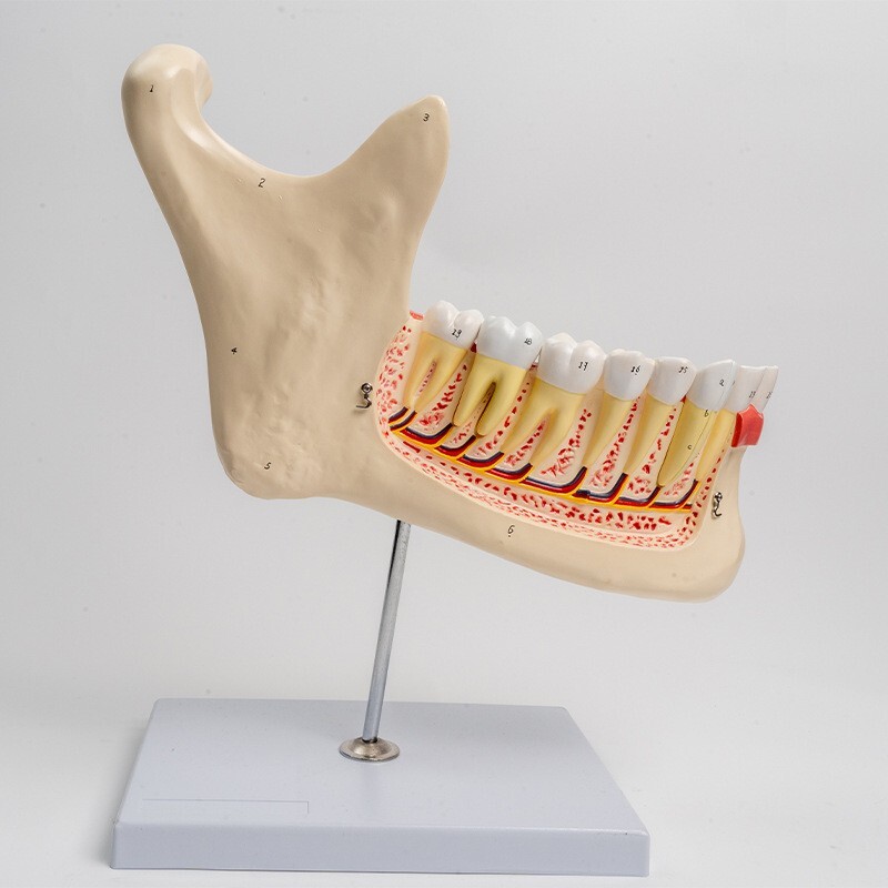 3:1 Human mandibular nerve and tooth anatomical model (6 parts) Dental ...