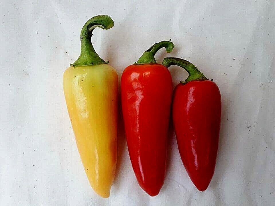 more #2 ASSORTED CHILI PEPPER SEEDS 25 varieties you choose hot mild ...
