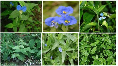 Wild Blue Wandering Jew Flowering Perennial Plant 10 + Seeds USA Seller ...