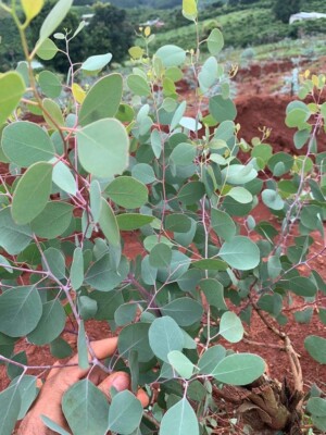 Eucalyptus Polyanthemos ' Red box ' Seeds, Fragrant Cut Foliage BULK ...