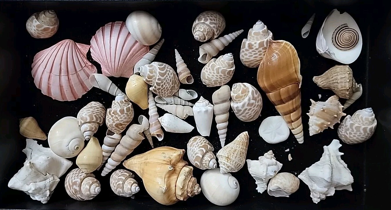 1.9lbs. Mixed Seashells Sea Shells Crafts Decorating Collectible Lot | eBay