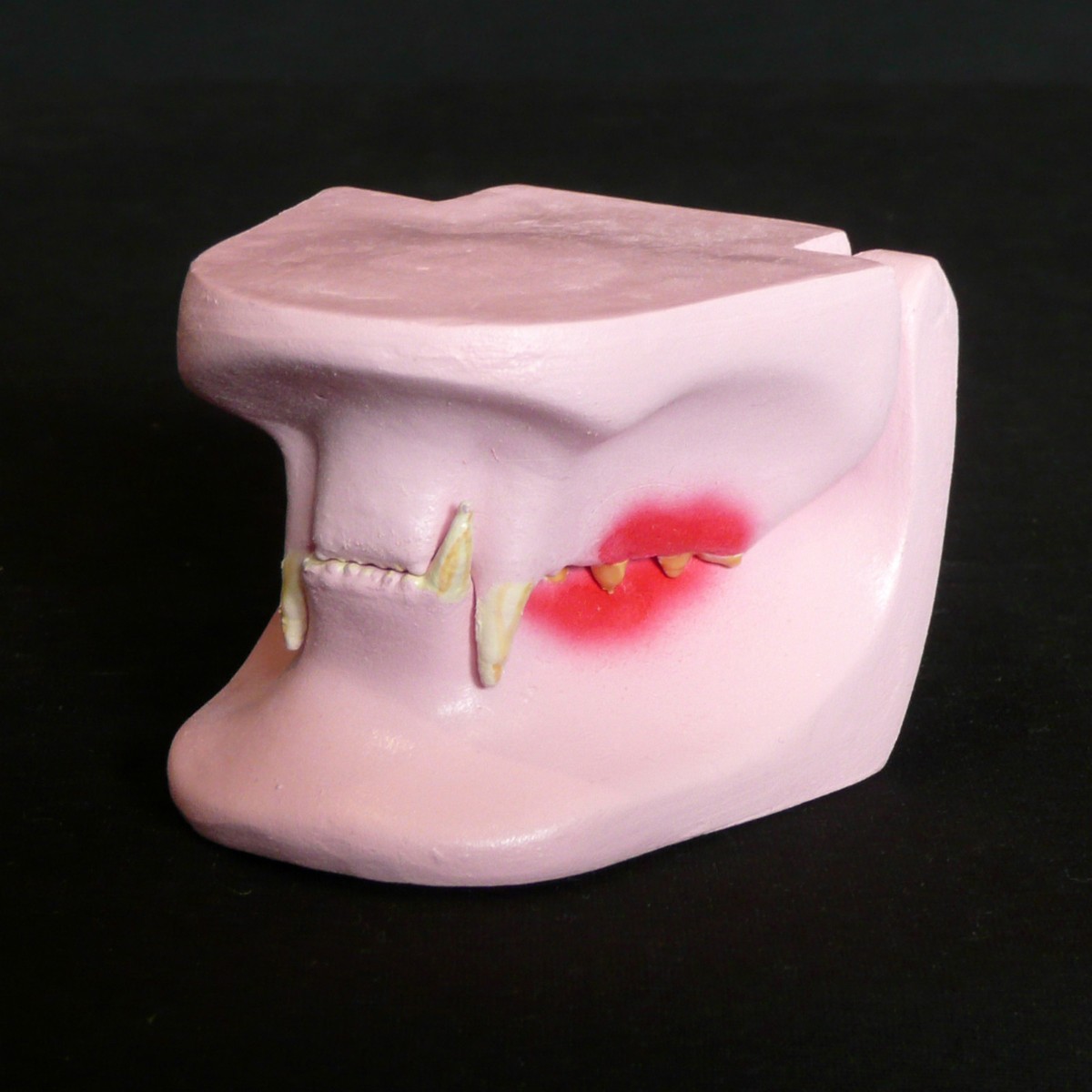 Cat Teeth Diagram Dental Disease In Cats PDSA