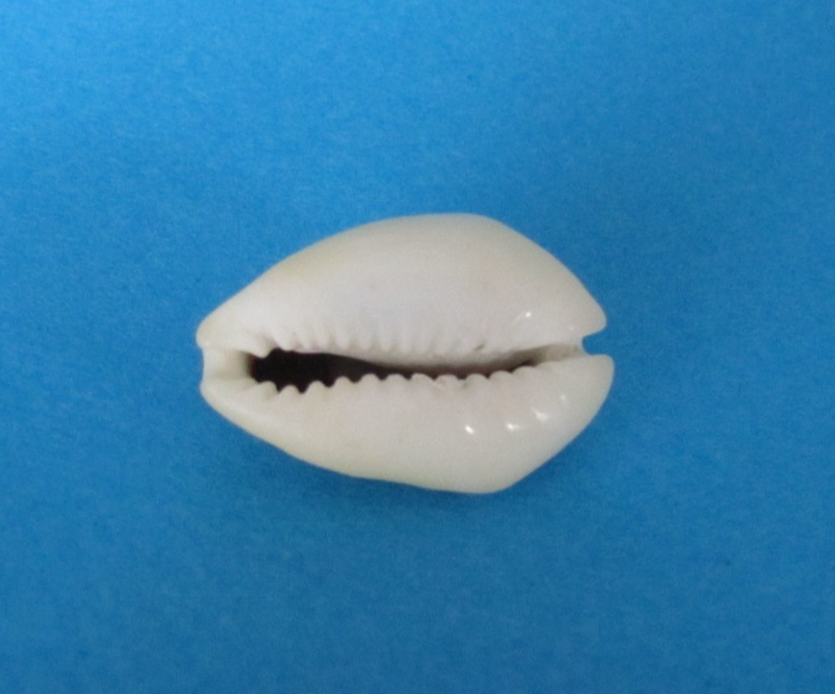 Cypraea Moneta Icterina 23,8 mm Gem Mayotte " Beau spécimen " | eBay