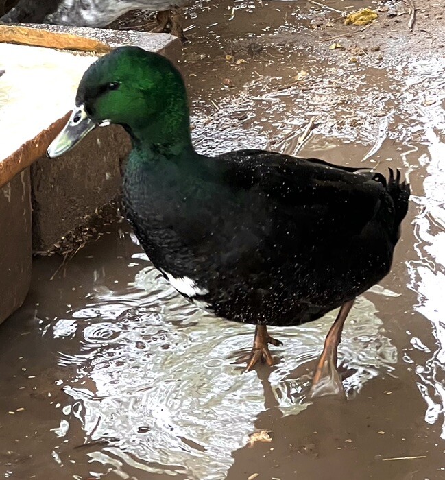 Cayuga Mix Duck Eggs One Half Dozen Fertile Hatching Eggs FREE 2 DAY ...