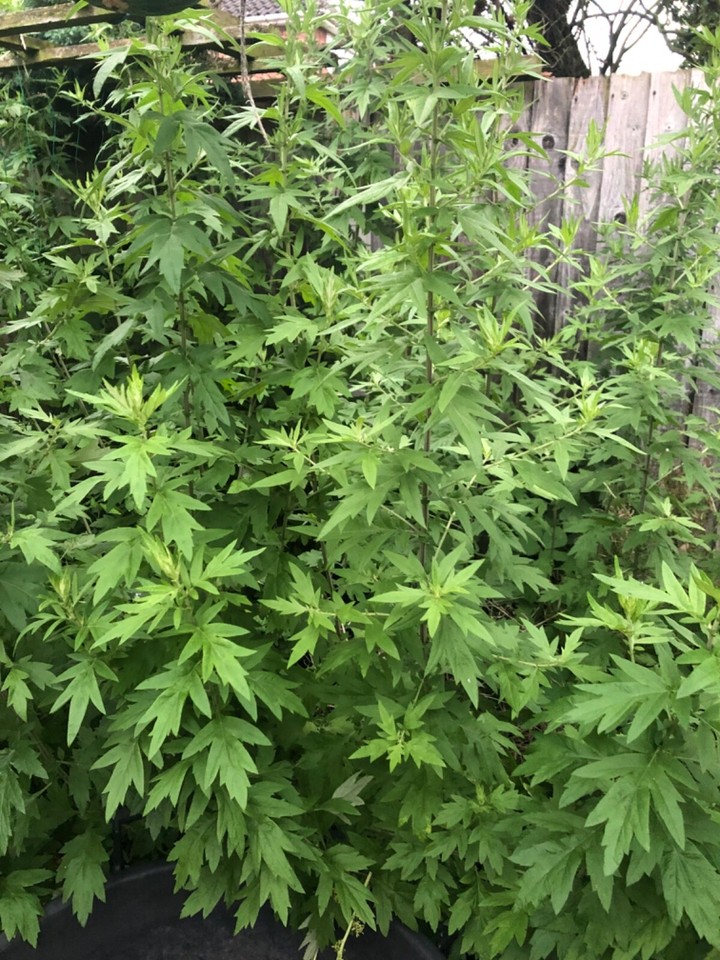 Mugwort root with stem and lots of dry leaves for planting or medicine ...