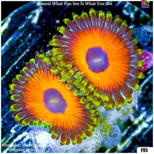 042 AquaSD Live Corals/Frags - Angry Owl Zoanthids - Aqua SD | eBay