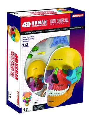 4D Master 26087 4D Anatomy Didactic Exploded Skull Model | eBay