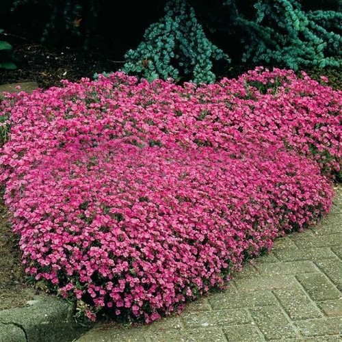 x3 Saponaria Soapwort Tumbling Ted Trailing Pink Perennial! x3 plug ...