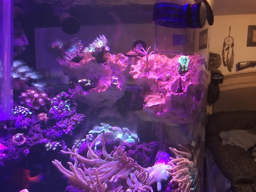 Tunze Coral Rack Long Aquarium Decor Rocks Fish for sale online | eBay