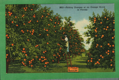 Postcard Picking Oranges At An Orange Grove Floyd's Fruit Grove Miami ...