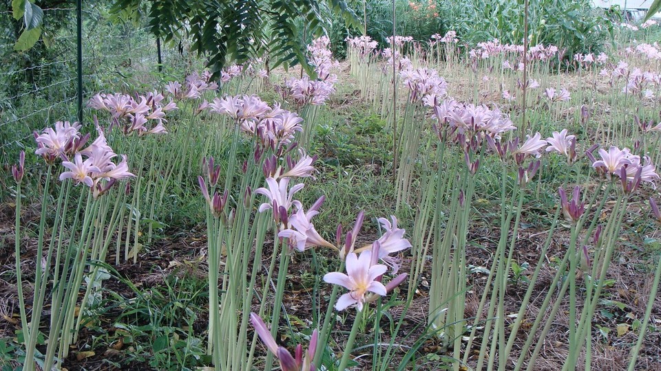 100 Lycoris Squamigera - Surprise Lily, Magic Lily, and Resurrection ...