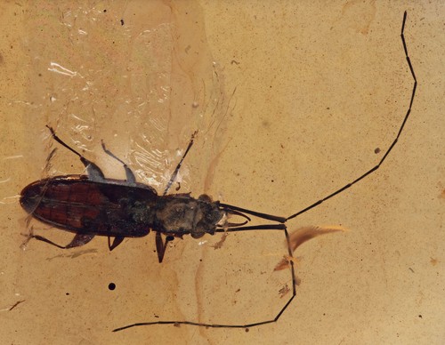 Extremely Rare Silvanidae (Flat Bark Beetle), Fossil inclusion in ...