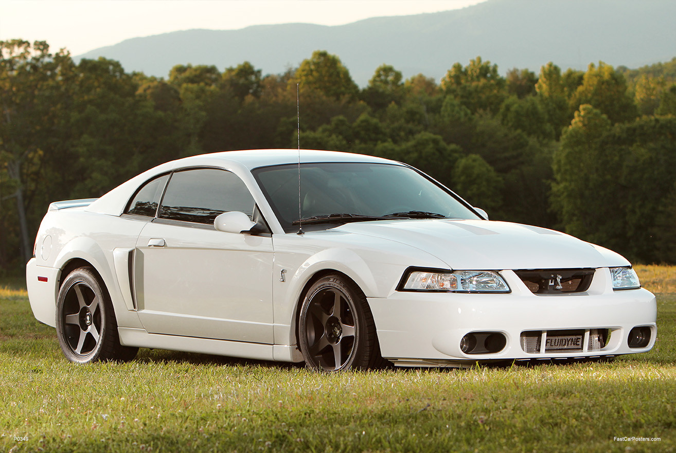 White Terminator Cobra