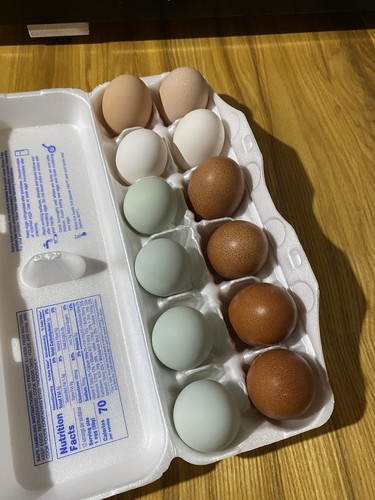 6+ Purebred Hatching Eggs Assortment | eBay