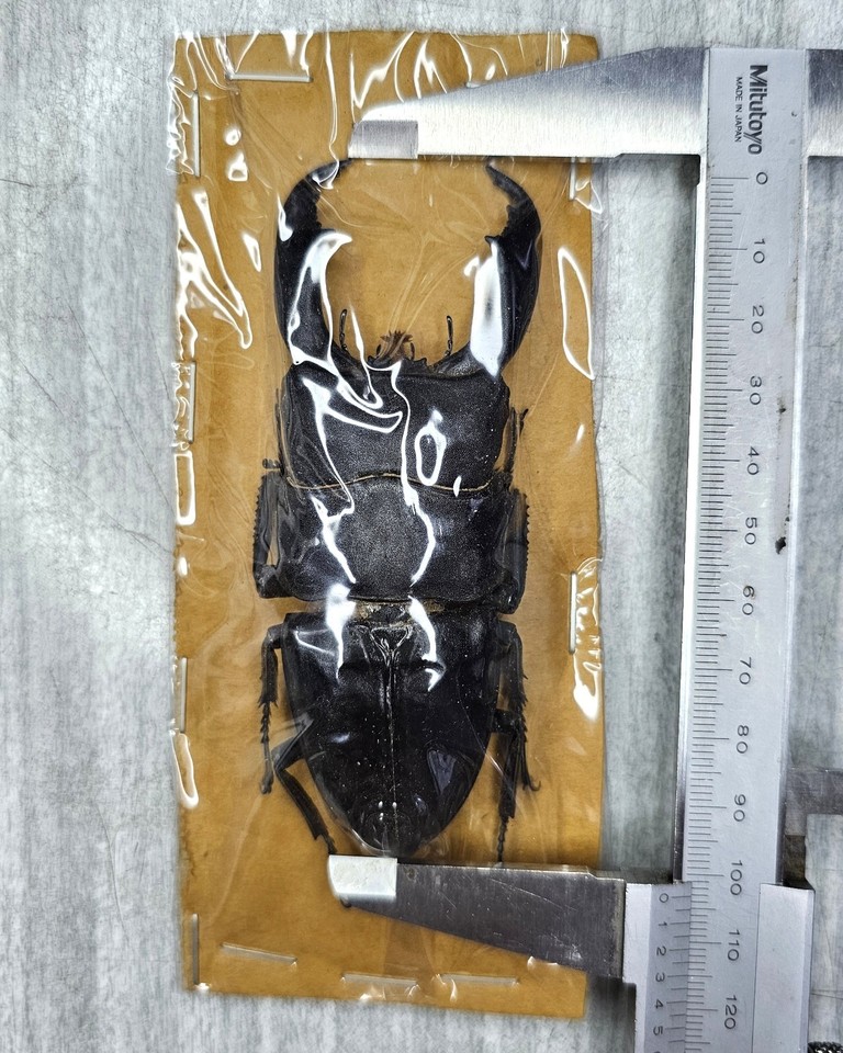 Lucanidae : Dorcus titanus typhon 102mm A1 Wild | eBay
