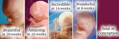 Soul at Conception Pro-Life Bookmark (Pack of 100) | eBay