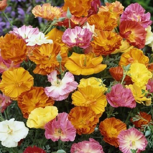 Californian Poppy 'Ballerina Mix' / Eschscholzia californica / 500 ...