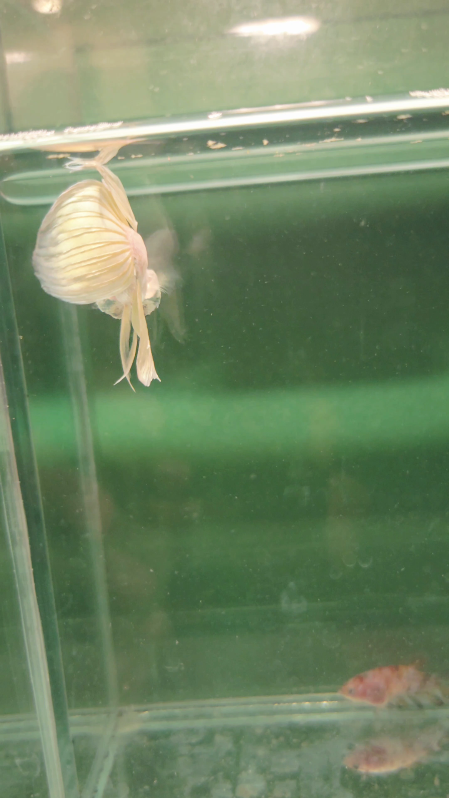 Live Betta Fish High Quality Gold Peach Veiltail Male - USA Seller | eBay