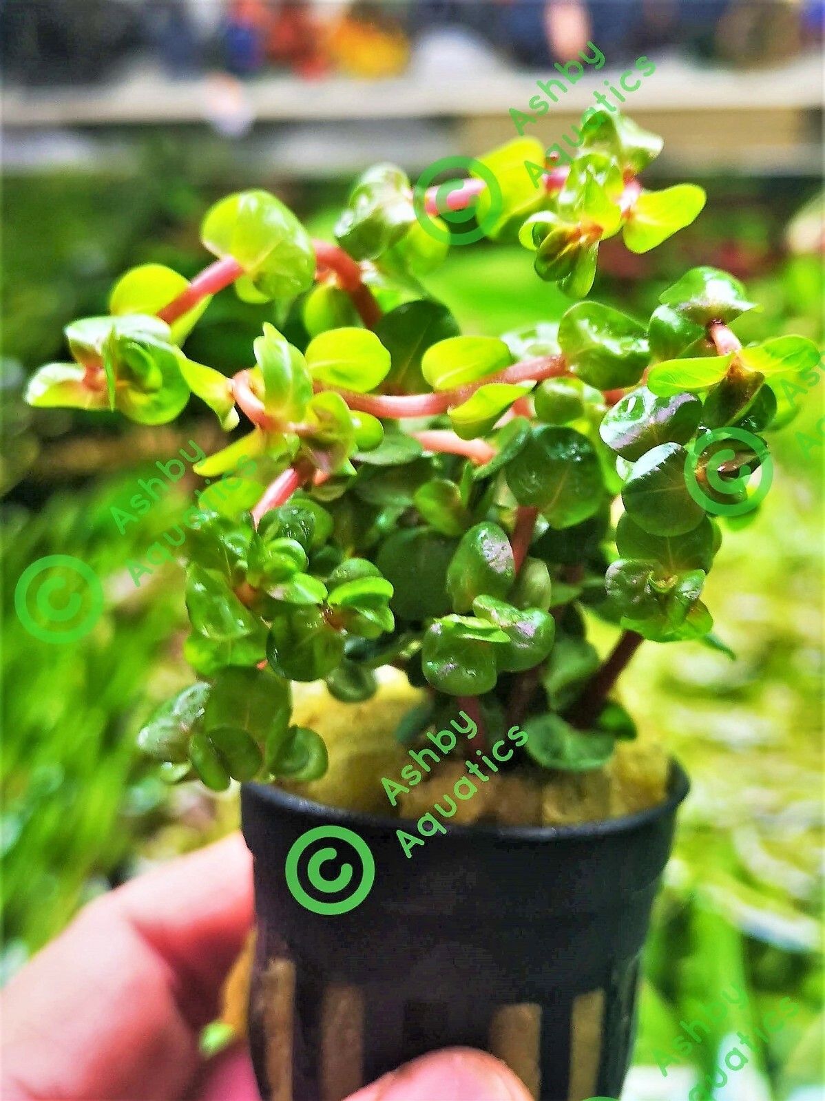 10 stems Rotala Blood Red Live Aquarium Plants Tropical Aquascaping ...