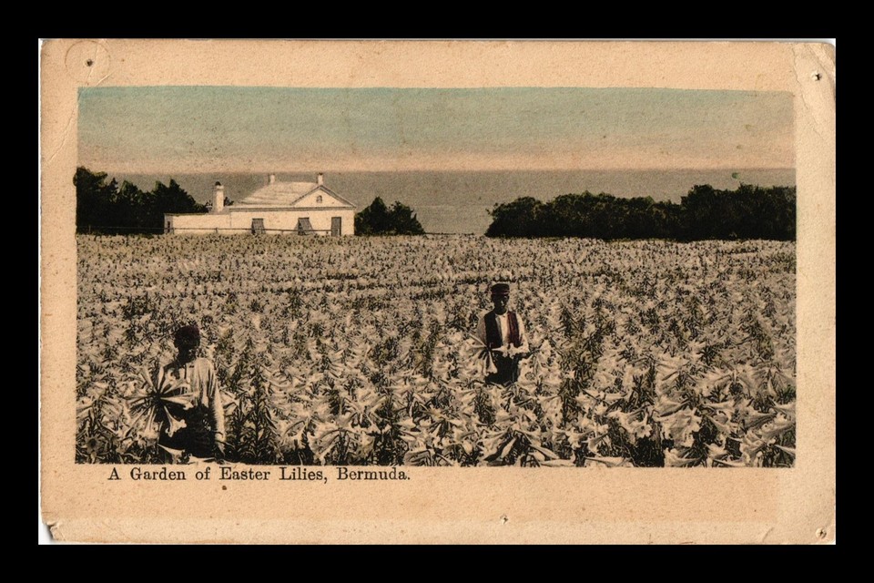 Dr Jim Stamps Bermuda Pair 1/2d Franked Postcard 1910 Garden of Easter ...