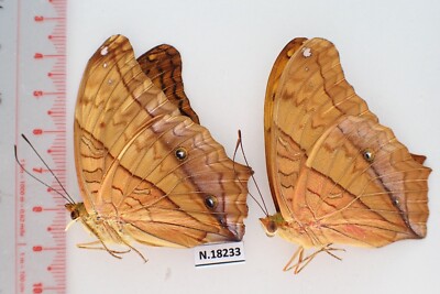 N18233. Unmounted butterflies: Nymphalidae sp. Central Vietnam. Ngoc Linh | eBay