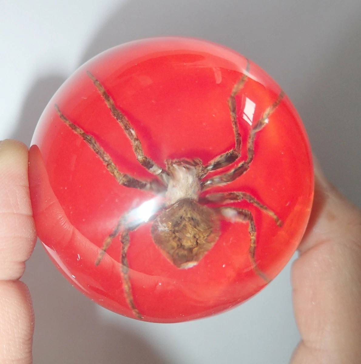 Spider With Red Bottom