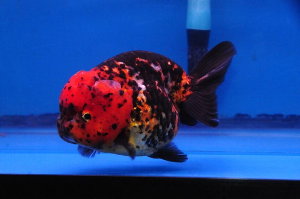 🐠 Pack of 3 - Calico Ranchu Goldfish - 2.0" | eBay