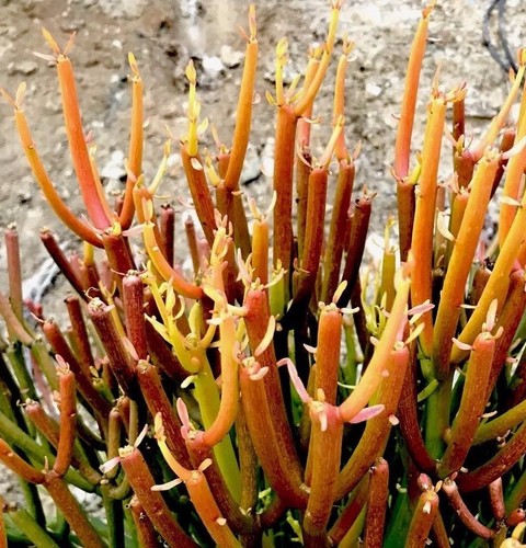 Euphorbia tirucalli ‘Rosea’ – Fire Sticks, Red Pencil Tree, 5 CUTTINGS ...