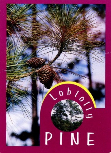 INTERNATIONAL PAPER cards Riegelwood Mill NC Loblolly Pine | eBay