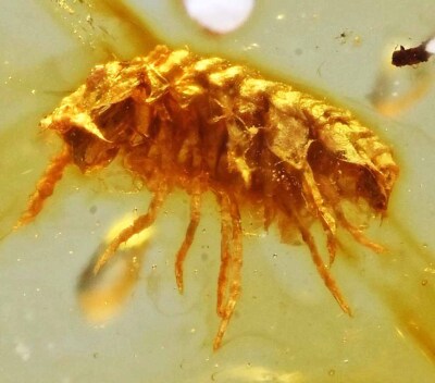 Terrestrial Crustacean (Isopod), Fossil Inclusion in Burmese Amber | eBay