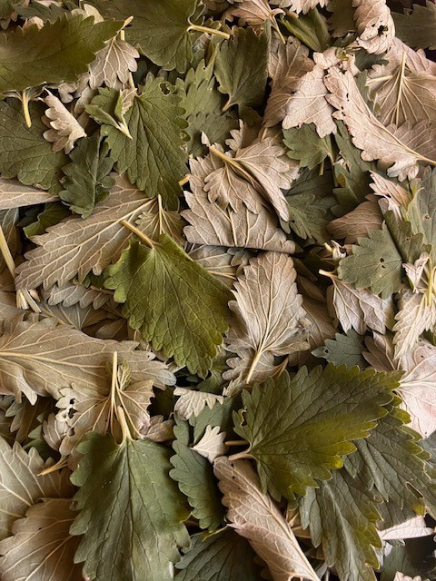 Australian Organically Home Grown Dried Catnip Catmint Nepeta cataria ...