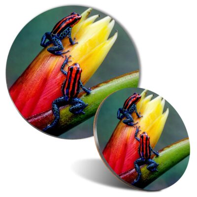 Mouse Mat & Coaster Set Poison Dart Frogs Ecuador Amazon #63233 | eBay UK