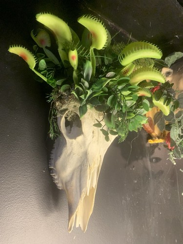 African Nile Lechwe Skull With Venus Flytrap Taxidermy Art Floral Mount ...