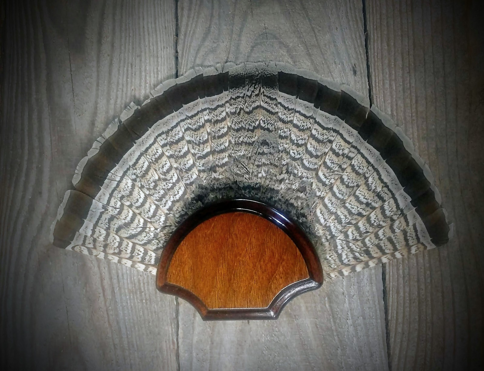 BLACK WALNUT GROUSE FAN TAIL DESK SHELF PANEL PLAQUE TAXIDERMY GROUSE ...