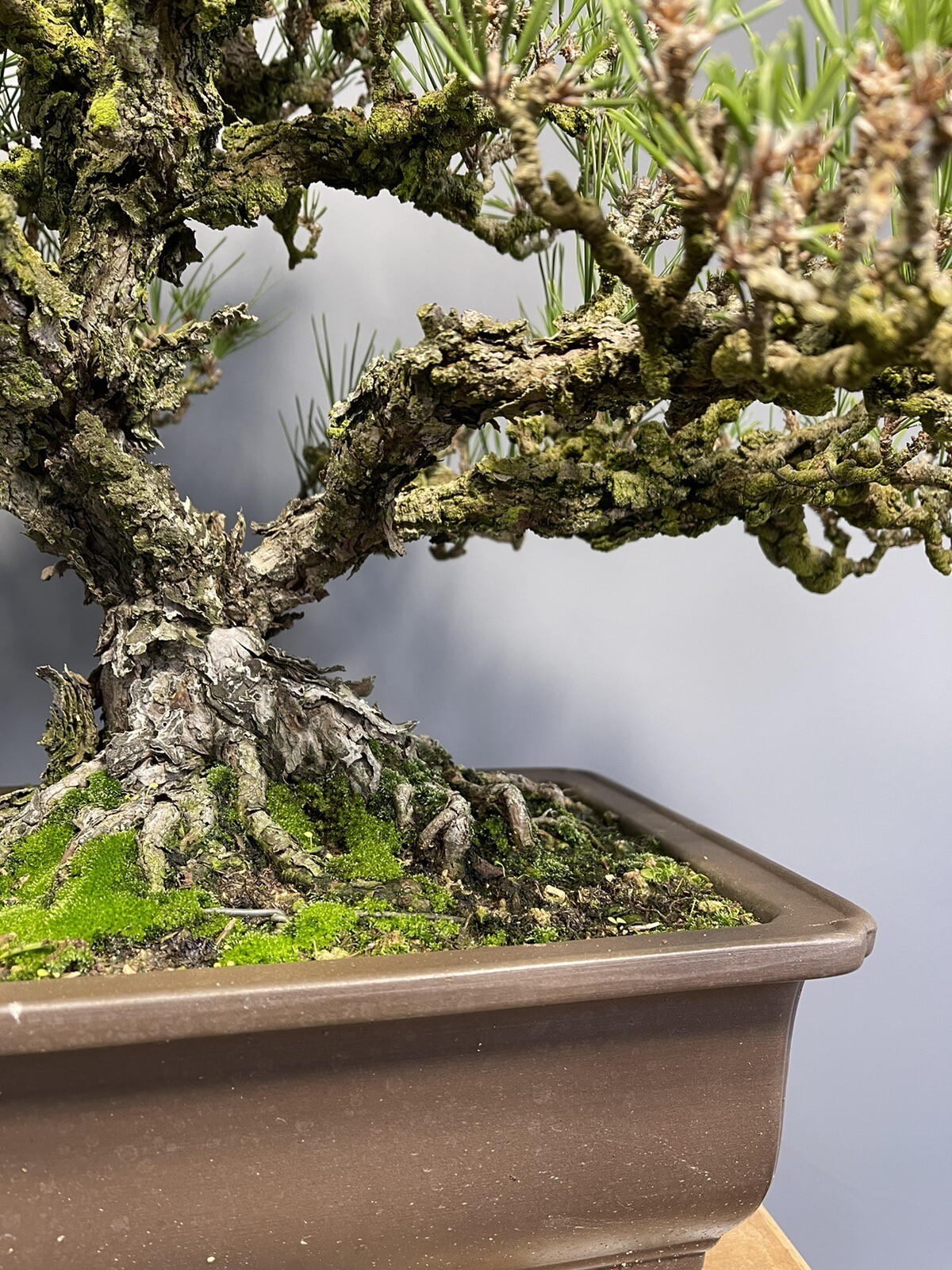 Bonsai Pinus Thunbergii ‘coticosa’ ‘nishiki’ Cork Bark Japanese Black ...