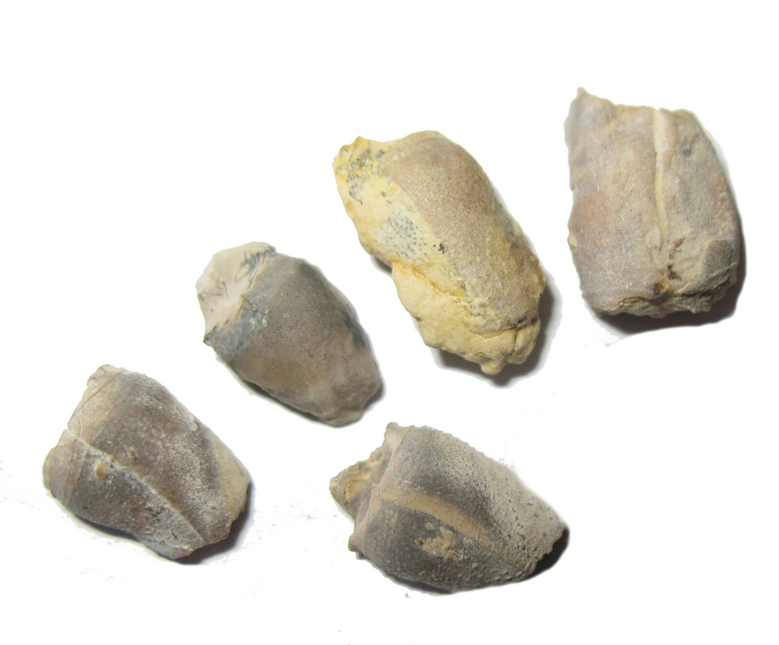 Ordovician Anatiferocystis Bromide Oklahoma crinoid Mitrate Carpoid 1 ...