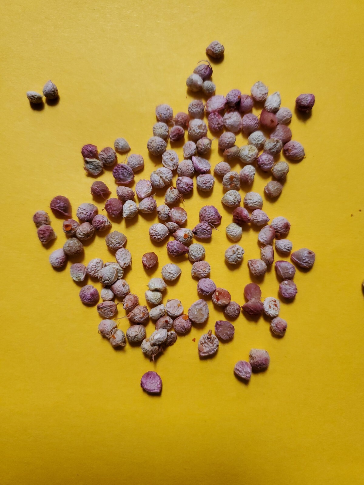 FALSA Fertile Fruits seeds as Known Pakistani Berry 40 seeds in pack | eBay