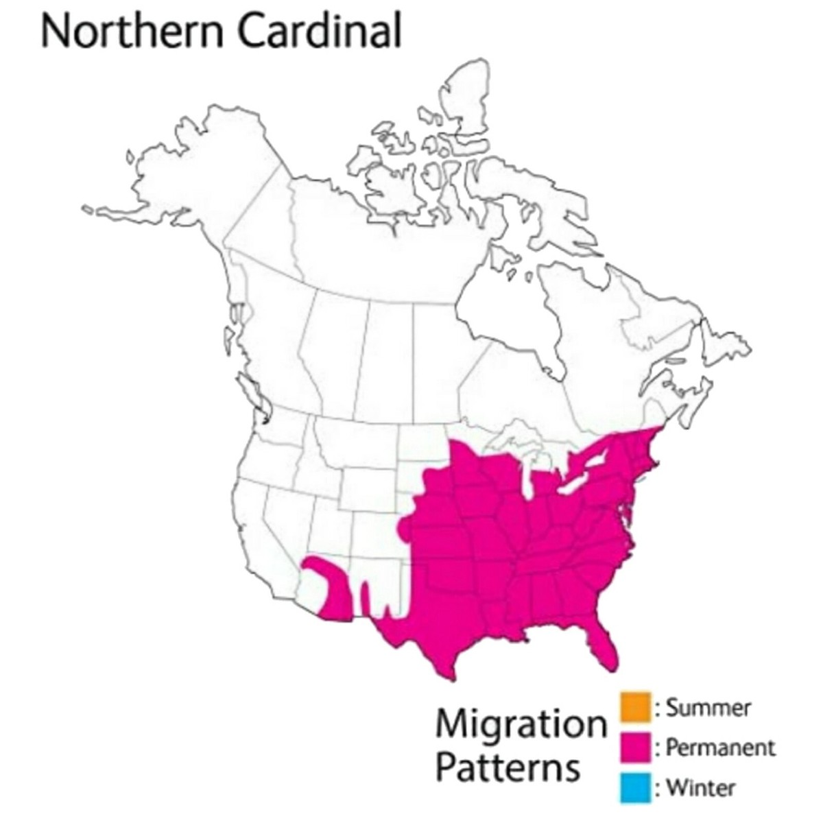 Northern Cardinal Migration