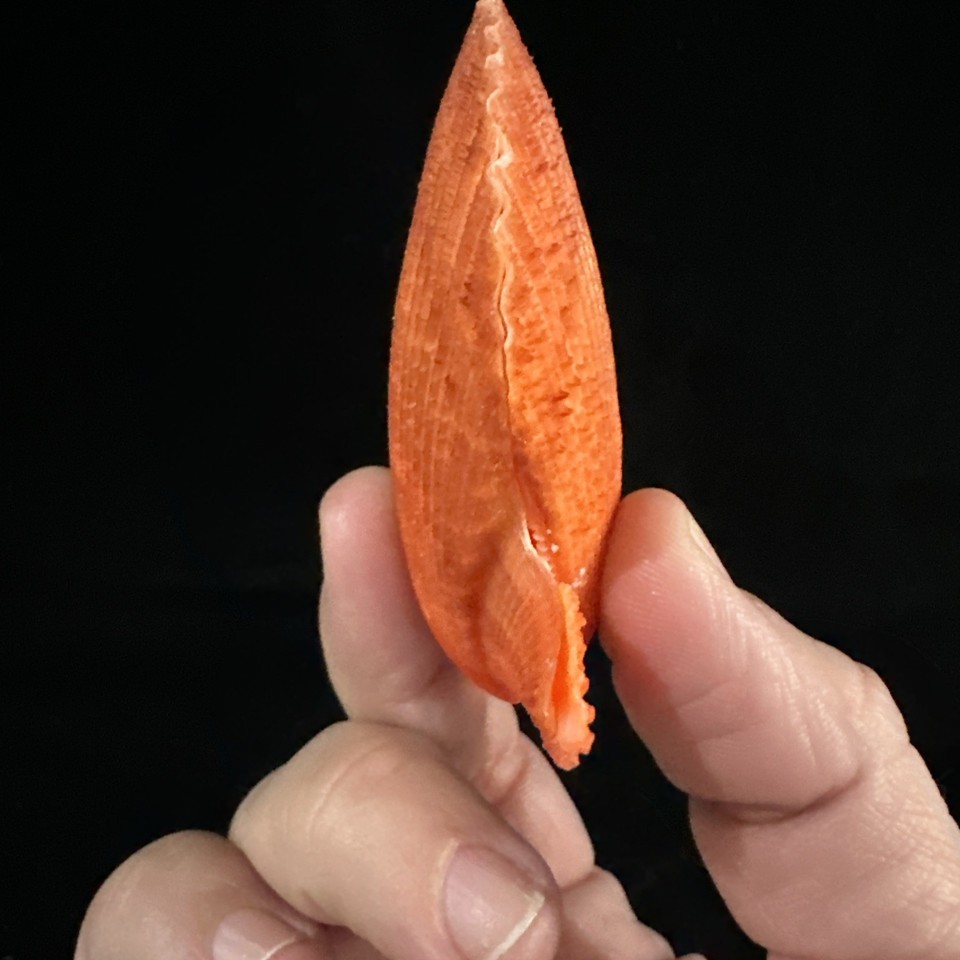 Chlamys Senatoria Superb 66mm F+++ Gem! Philippines (S615) | eBay